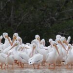 Marco Island: 2-Hour Dolphin, Birding, and Shelling Tour - The Itinerary in Detail