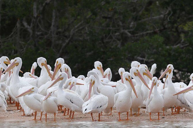 Marco Island: 2-Hour Dolphin, Birding, and Shelling Tour - The Itinerary in Detail