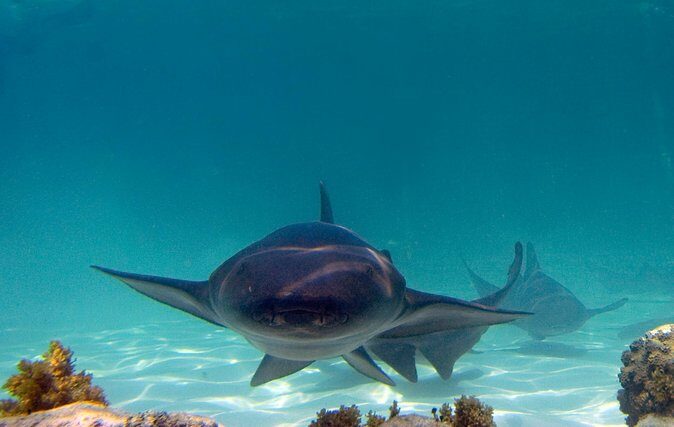 Marinarium Snorkeling Cruise from Bayahibe - The Scenic Cruise & Lagoon Relaxation