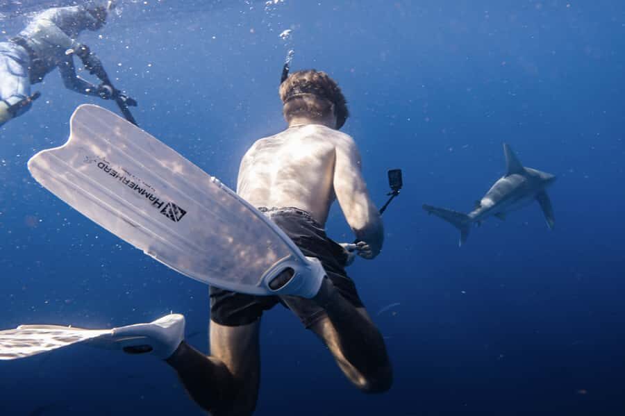 Marine Wildlife Snorkel Tour: SeaTiger Shipwreck & Sharks - The Sum Up