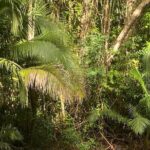 Martha Brae River Bamboo Rafting Experience from Montego Bay - The Broader Context: Why Choose This Tour?