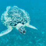 Martinique : Anse Coralienne & Tortues - In-Depth Breakdown of the Itinerary