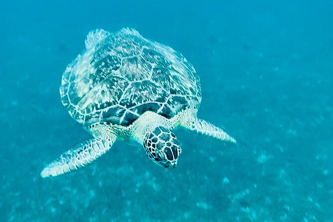 Martinique : Anse Coralienne & Tortues - In-Depth Breakdown of the Itinerary