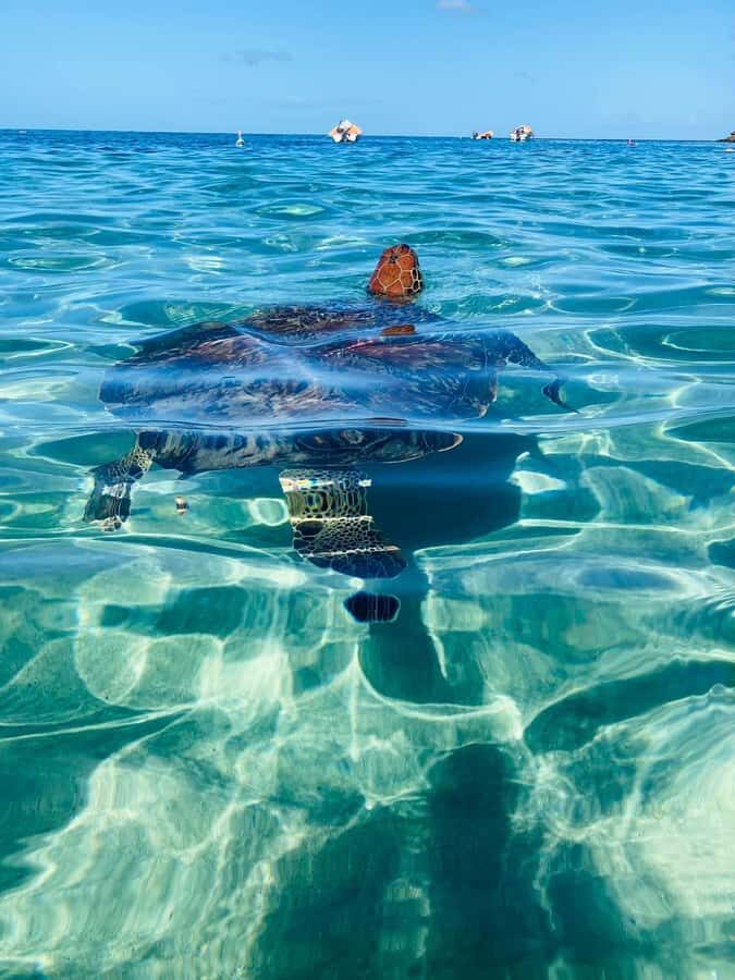 Martinique: Cruise and Snorkel with Turtles, Fish, and Corals - Exploring Martinique’s Coastal Villages and Marine Life