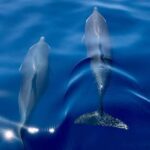 Martinique: Dolphin Watching & Coral Reef Cruise with Snacks - The Scenic Cruise & Wildlife Watching