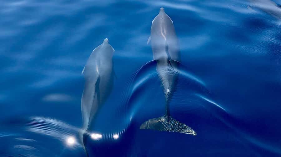 Martinique: Dolphin Watching & Coral Reef Cruise with Snacks - The Scenic Cruise & Wildlife Watching