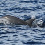 Martinique : Observation des dauphins et snorkeling - The Itinerary Unpacked – Every Stop in Detail