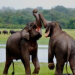 Marvels of Sri Lanka 6 days Private tour with 5* Hotel Stays - What the Tour Does Well