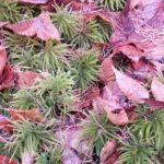 Matsumoto Mt.Hachibuse - The Sum Up