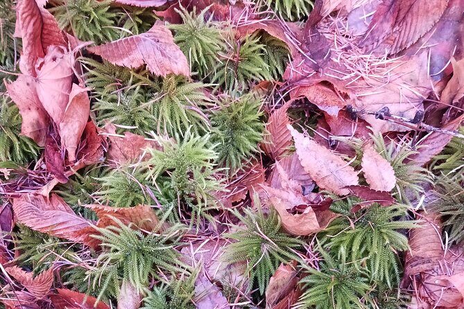 Matsumoto Mt.Hachibuse - The Sum Up