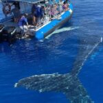 Maui Eco-Raft: Turtle Snorkel + Whale Watch Tour (*New 2n1 ) - Value for Money