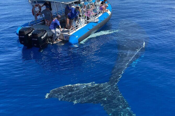 Maui Eco-Raft: Turtle Snorkel + Whale Watch Tour (*New 2n1 ) - Value for Money