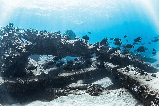 Maui: Kaanapali Beach 5-hour Snorkel w/ BBQ Lunch & Open Bar - Who Will Love This Tour?