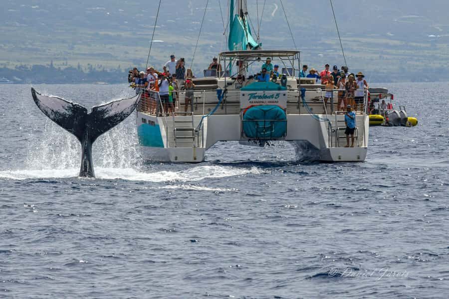 Maui: Ka'anapali Whale Watching Cruise on Luxury Sailboat - The Value of This Tour
