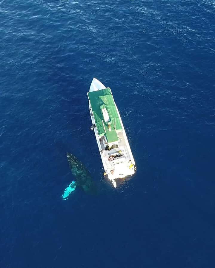 Maui: Lanai Island Snorkeling Tour with Snacks & Drinks - What Makes This Tour Stand Out