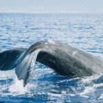 Maui: Midday Sail with the Whales Malaea Harbor - The Itinerary Breakdown
