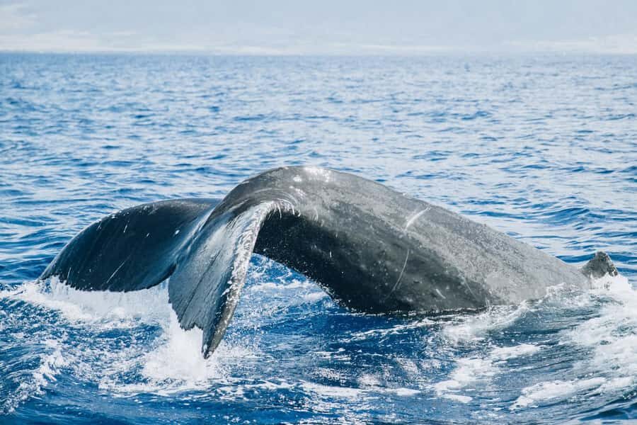 Maui: Midday Sail with the Whales Malaea Harbor - The Itinerary Breakdown