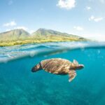Maui Snorkel Sail Adventure with Lunch and Whale Watching - The Snorkeling Experience: Underwater Wonders