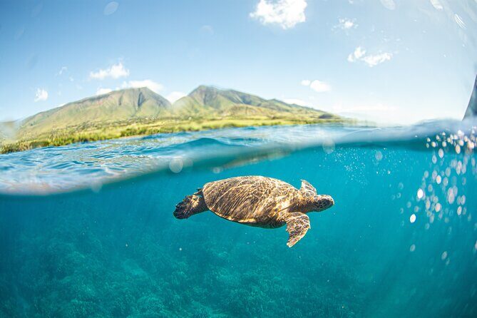 Maui Snorkel Sail Adventure with Lunch and Whale Watching - The Snorkeling Experience: Underwater Wonders