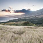 Maui Upcountry Drive, Haleakala NP & Ocean Vodka Distillery Tour - A Sweet Stop at Maui Bees Honey Farm