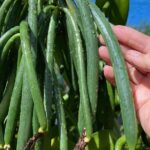 Maui Vanilla Farm Private Tour - The Sum Up