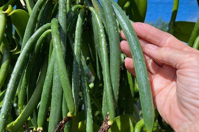 Maui Vanilla Farm Private Tour - The Sum Up