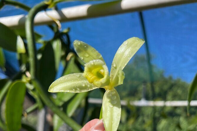 Maui Vanilla Farm Tour Discover Organic Farming and Tasting - Final Thoughts