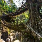 Mawlynnong: Guided Day Trip from Shillong with Hotel Pickup - The Return Journey and Final Impressions