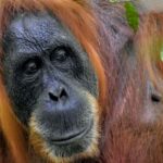 Medan: Bukit Lawang & Berastagi 5-Day Adventure Tour - What Sets This Tour Apart?