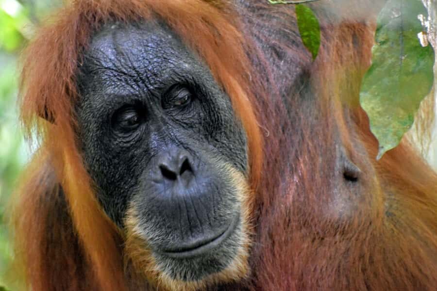 Medan: Bukit Lawang & Berastagi 5-Day Adventure Tour - What Sets This Tour Apart?