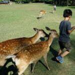 Meet the Deer Discover the Buddha in Nara With a Private Car - Practical Details and Considerations