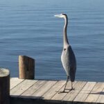 Melbourne: 2-Hour Dolphin & Manatee River Tour - FAQs