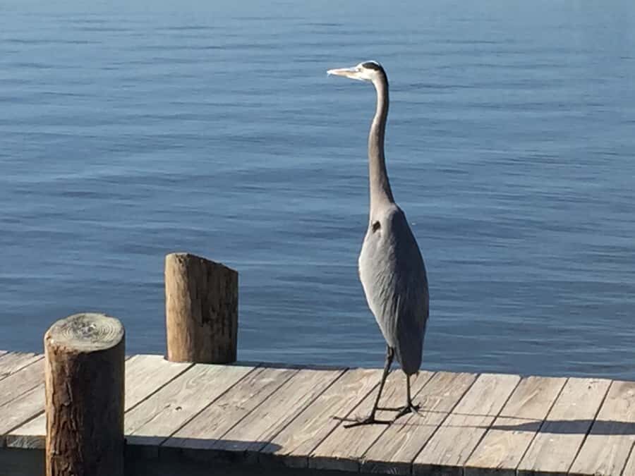 Melbourne: 2-Hour Dolphin & Manatee River Tour - FAQs