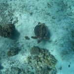 Menjangan Island: Scuba Diving Trip with Lunch - Who Will Love This Tour?