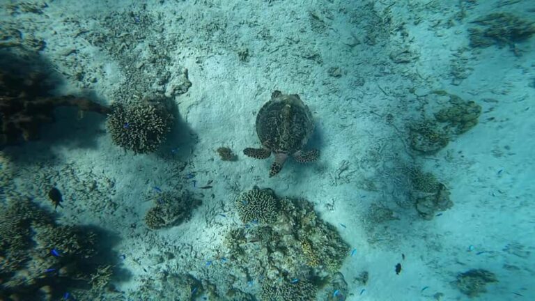 Menjangan Island: Scuba Diving Trip with Lunch - Who Will Love This Tour?