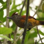 Merida: Birdwatching Tour in the Jungle and Coastline - The Itinerary in Detail