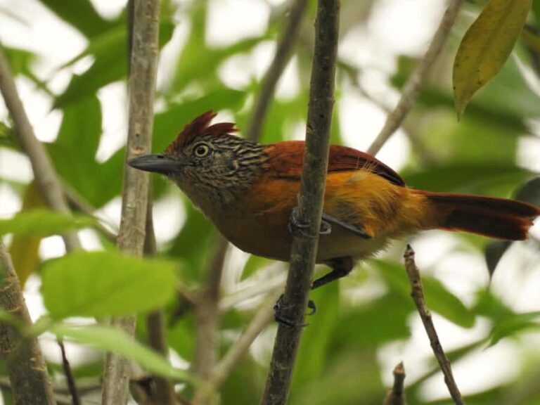 Merida: Birdwatching Tour in the Jungle and Coastline - The Itinerary in Detail