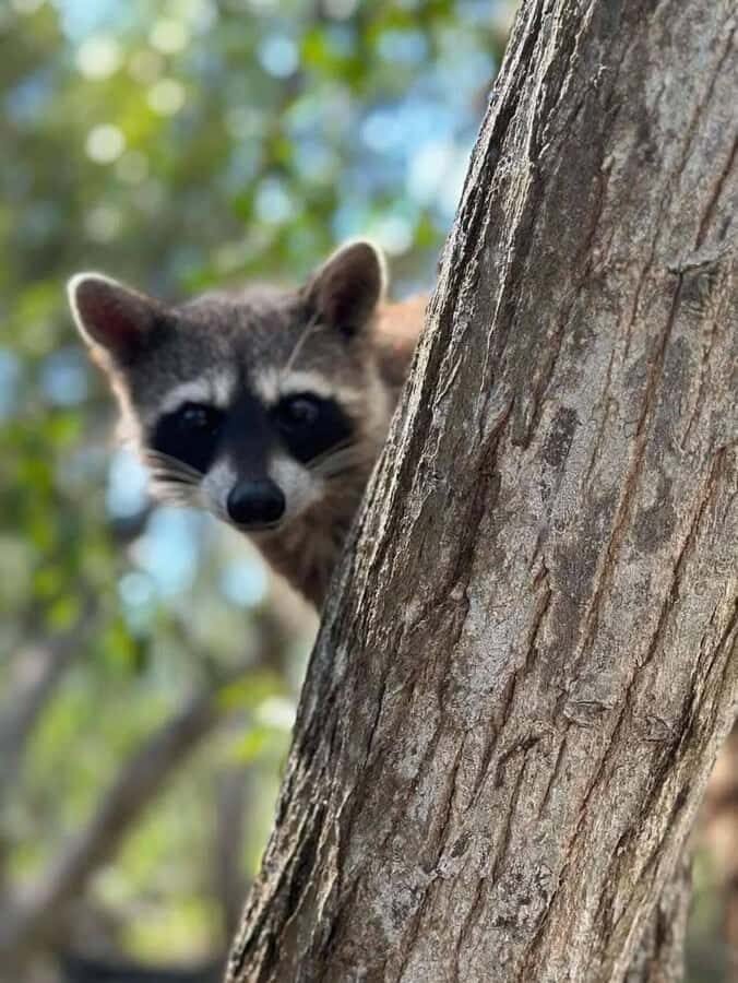 Mérida: Celestun Mangrove Boat Tour with Lunch - The Itinerary: What You Can Expect