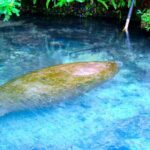 Mermaids & Mediterranean Magic: Tarpon Springs & Weeki Wachee - John Chestnut Sr. Park