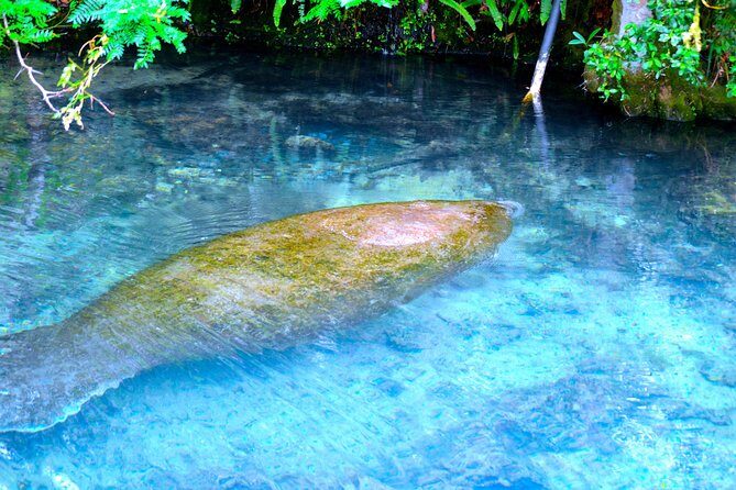 Mermaids & Mediterranean Magic: Tarpon Springs & Weeki Wachee - John Chestnut Sr. Park