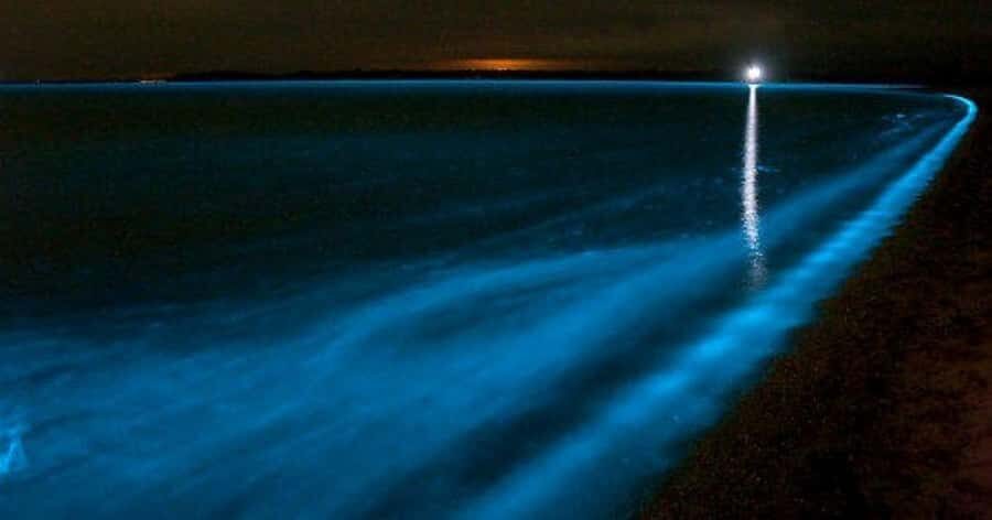 Merritt Island: Banana River, Canaveral Locks and Port Tour - The Experience in Real Terms