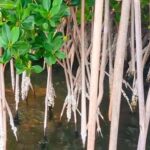 Merritt Island: Dolphin & Manatee Paddle Adventure - The Bottom Line: Who Should Consider This Tour?