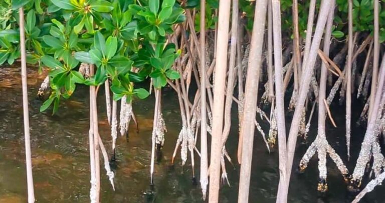 Merritt Island: Dolphin & Manatee Paddle Adventure - The Bottom Line: Who Should Consider This Tour?