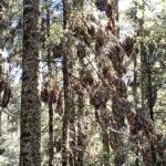 Mexico City: Monarch Butterfly Sanctuary Visit with Transfer - Authenticity and Value