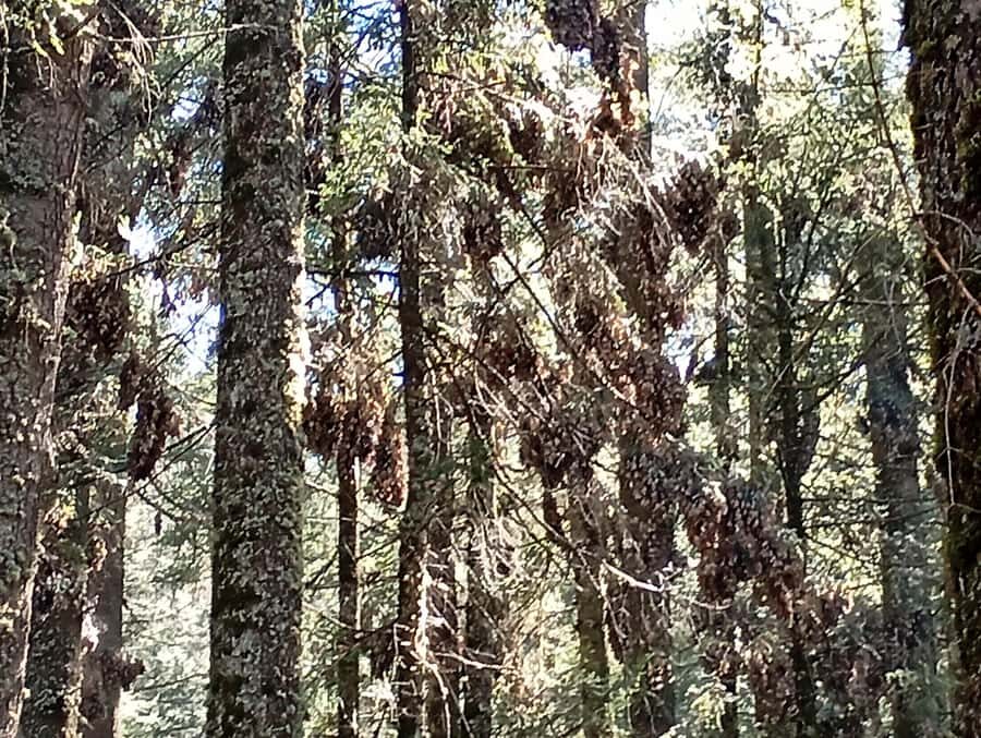 Mexico City: Monarch Butterfly Sanctuary Visit with Transfer - Authenticity and Value