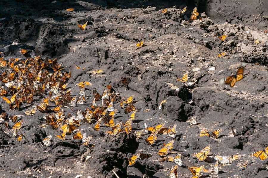 Mexico City: Valle de Bravo & Monarch Butterfly Private Tour - Final Thoughts: Is This Tour Right for You?