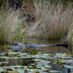 Miami: 1 Hour Everglades River of Grass Small Airboat Tour - Who Should Consider This Tour?