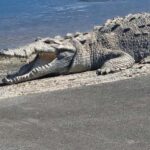 Miami: Everglades National Park Kayaking & Hiking Tour - An In-Depth Look at the Everglades Kayaking & Hiking Tour