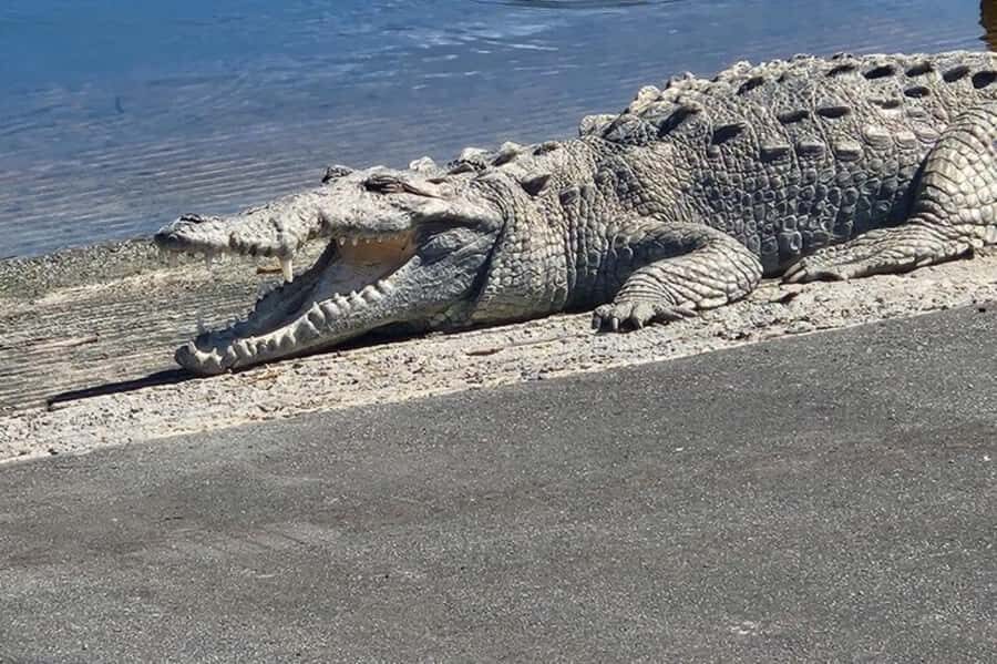 Miami: Everglades National Park Kayaking & Hiking Tour - An In-Depth Look at the Everglades Kayaking & Hiking Tour