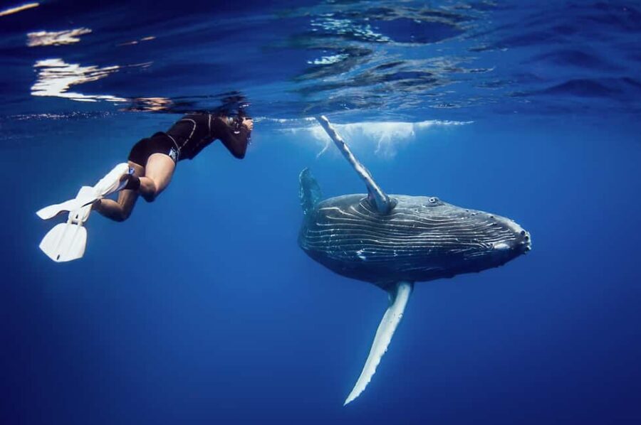 Miches: Half Day Whale Watching Catamaran Tour with Snacks - Who Is This Tour Best For?